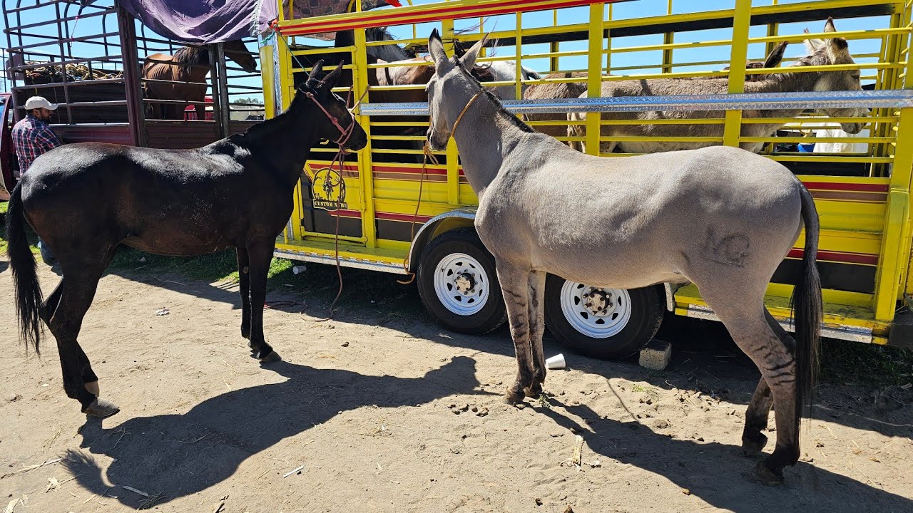 Mulas Finas y Exóticas Caballos Yeguas Ganado Aves, martes de Plaza ...