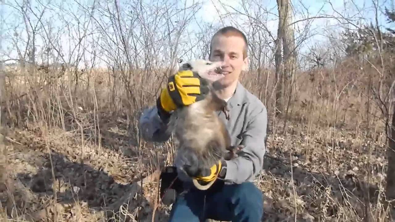 Virginia Opossum Catch - YouTube