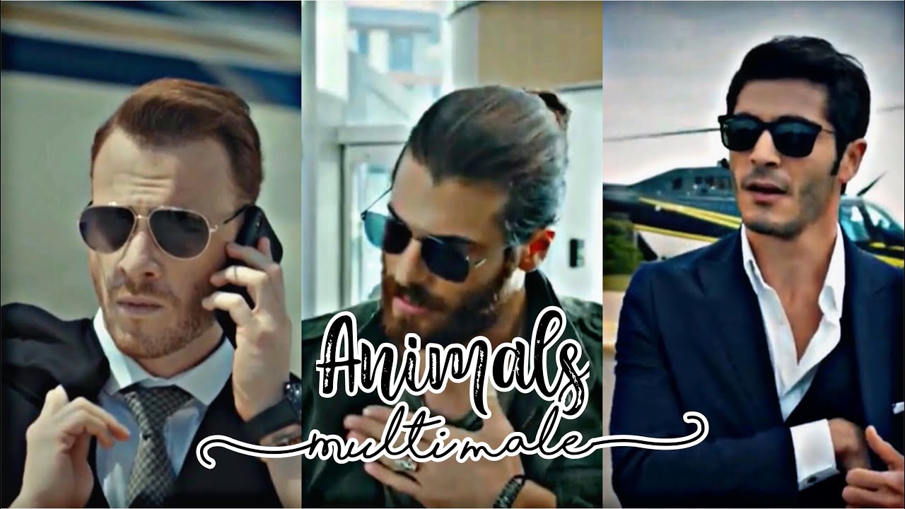 Turkish Multimale - Animals 🕊 - YouTube