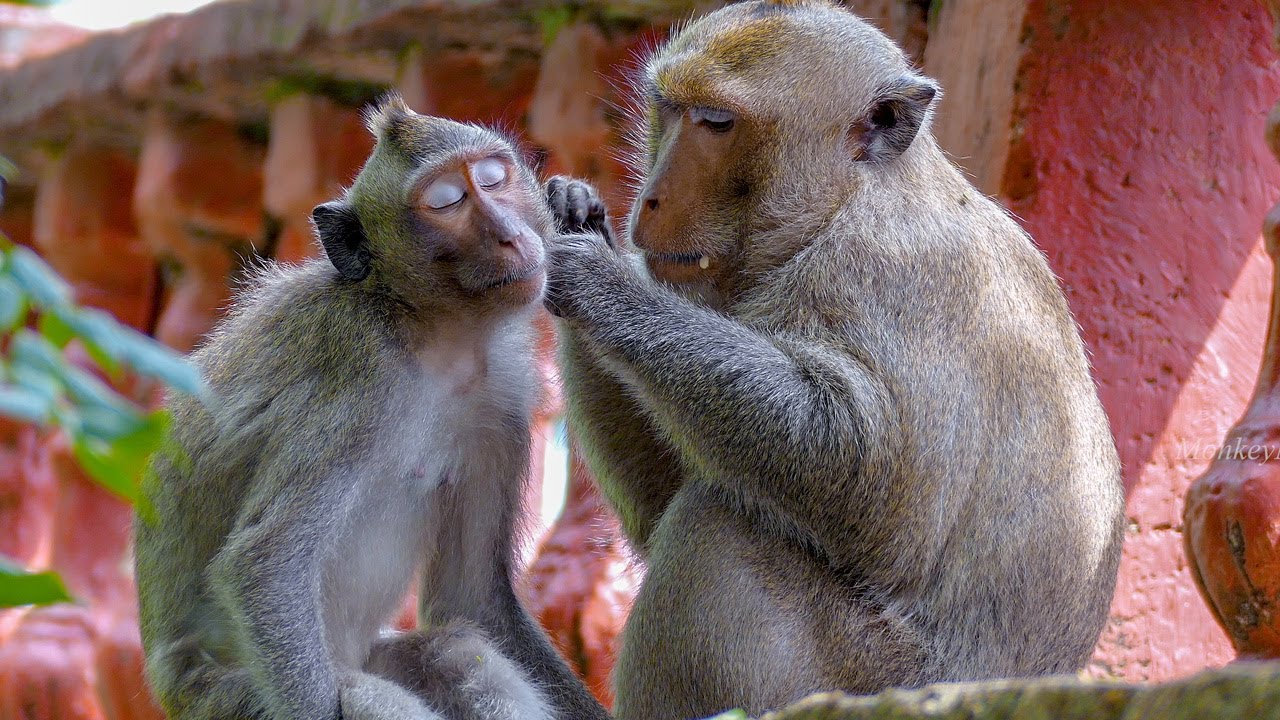 4K Quality Monkey Scenes - Monkeys Beautiful Footage Ep 13 - YouTube