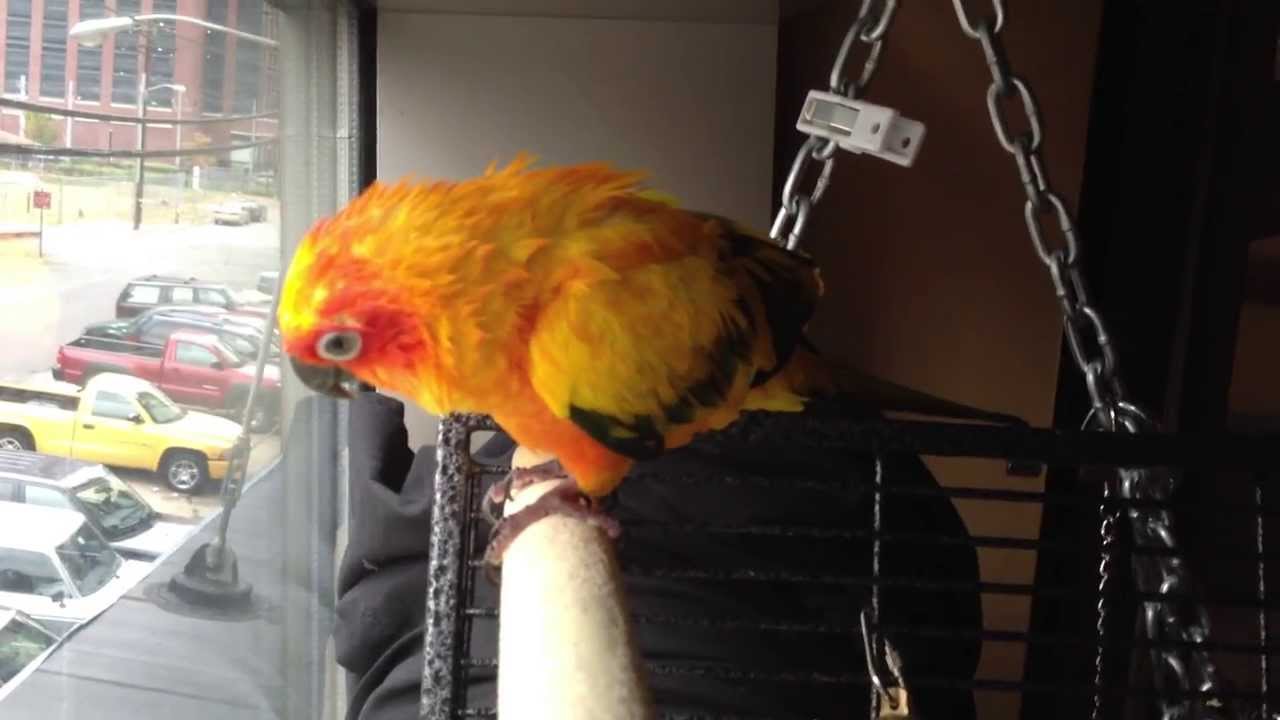 Sun Conure Sharpening Beak - YouTube