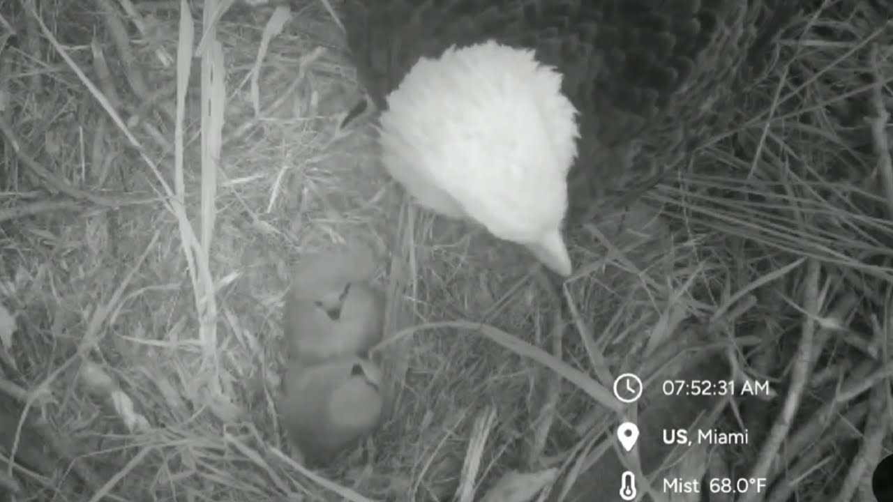 Mom up and elder eaglet ready to bully little eaglet | Dade County ...