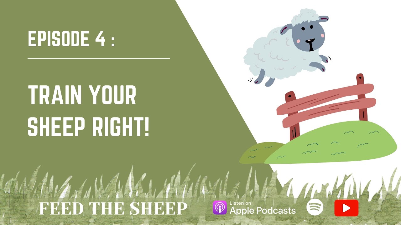 Ep. 4 : Training Your Sheep Right! | Things to Know Before Getting ...