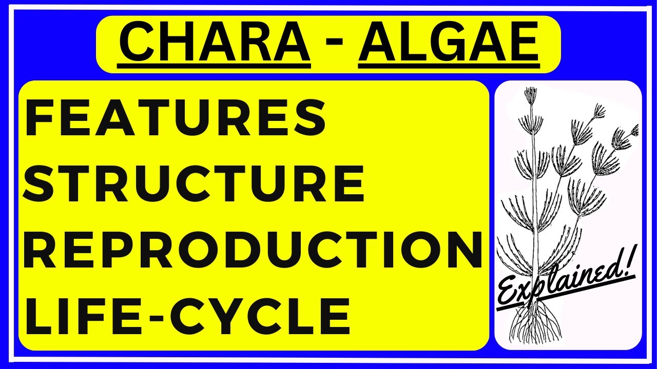 Life Cycle of Chara Filamentous Green Algae | Structure Reproduction ...