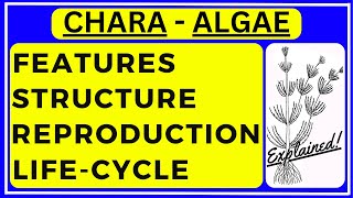 Life Cycle of Chara Filamentous Green Algae | Structure Reproduction Characteristics Classification
