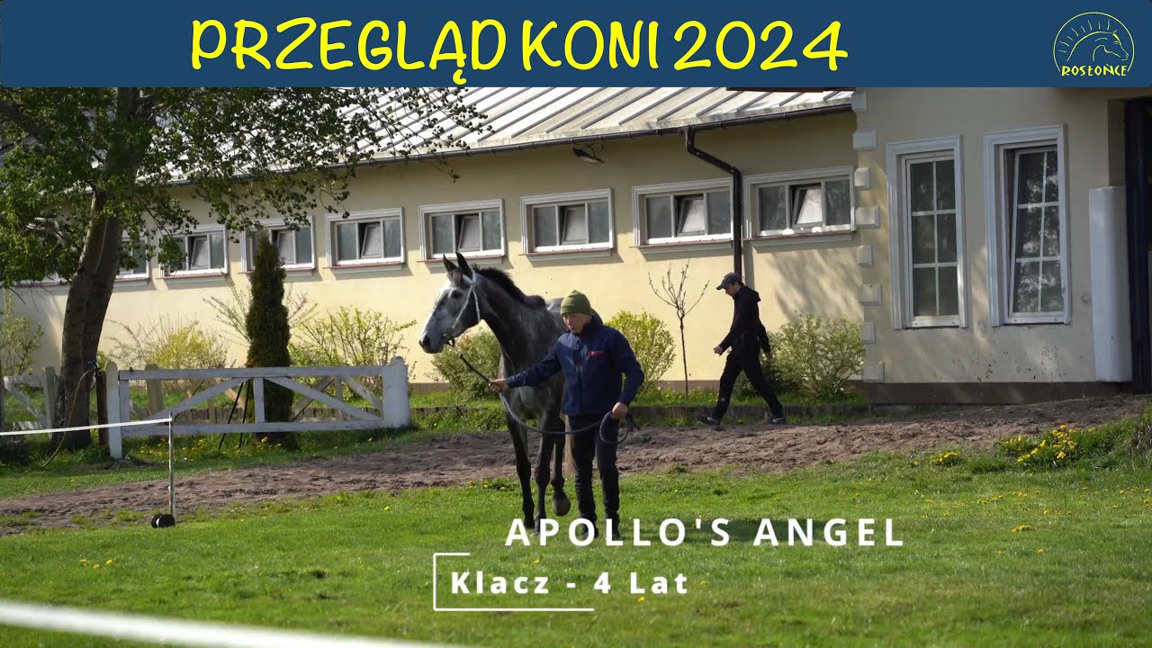 APOLLO'S ANGEL (GB) - Dark Angel (IRE) / Ebony Flyer (SAF) Przegląd ...