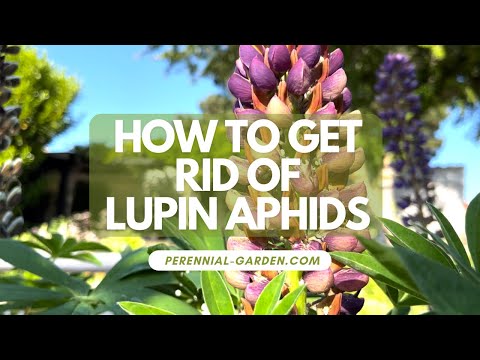 How To Get Rid Of Lupin Aphids