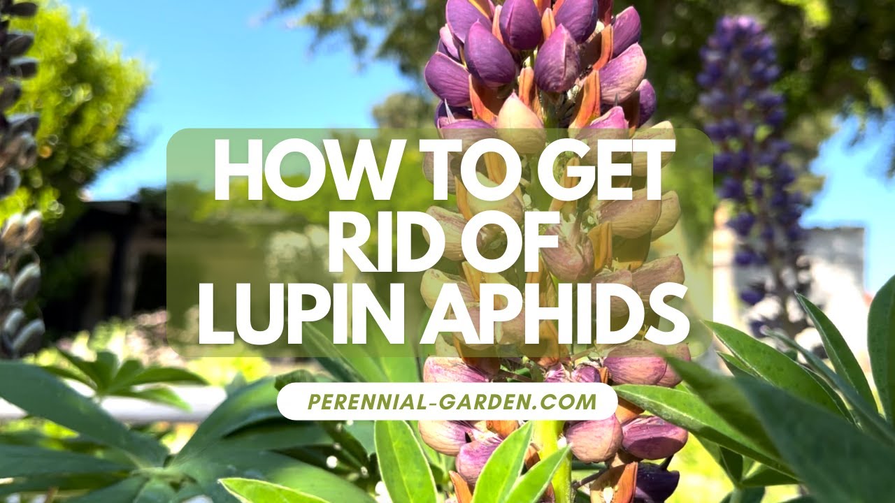 How to (Safely) Get Rid of Lupin Aphids | Perennial Garden - YouTube