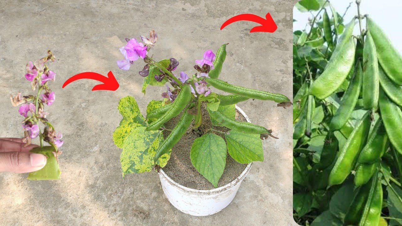 Best Technique grow bean Tree from bean flower || Eazy method - YouTube