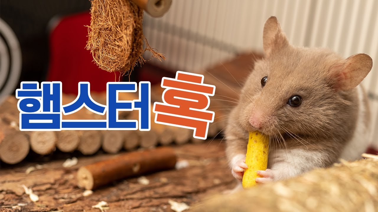 햄스터에게 혹이 생겼어요! (햄스터병원 에코특수동물병원) hamster hospital - YouTube