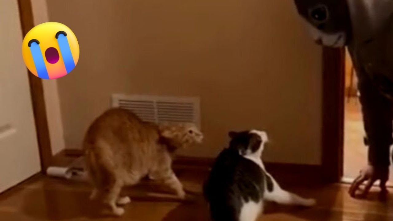 Hilarious Cats Being Scared! | Best Funny Cats & Dogs Animal Zen 🐶😹 Your Laughter Dose - YouTube