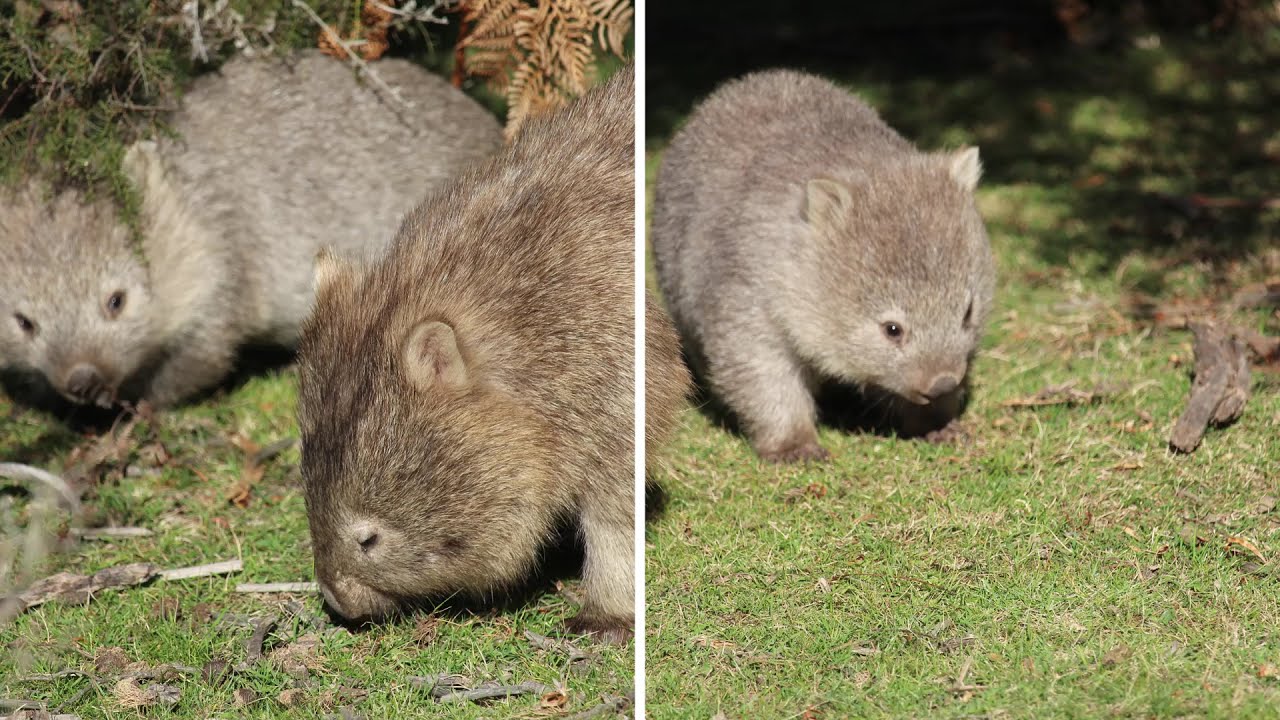 Maria Island. Wombat Central! - YouTube