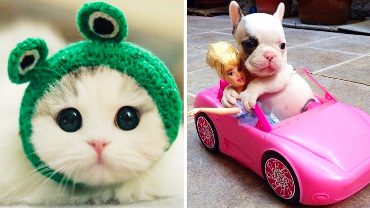 Sugar Pet 🥰 Compilation cute moment of the animals #9 - YouTube