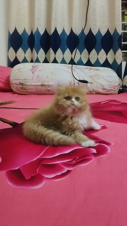 Tushu life #cute - YouTube