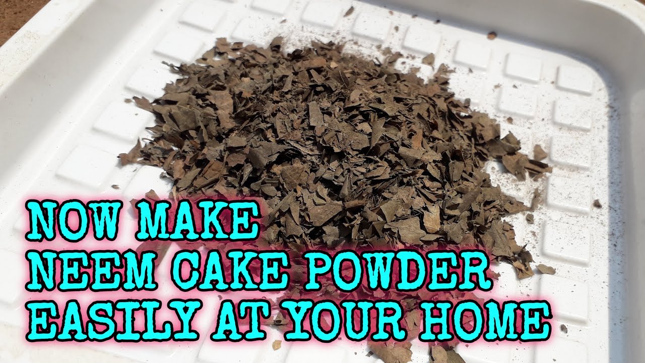 NOW MAKE NEEM CAKE POWDER EASILY AT YOUR HOME - YouTube