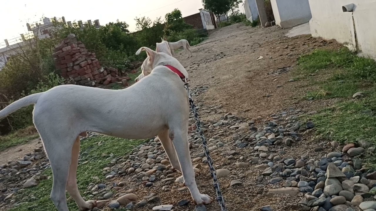 gultair puppy playing gultair dog #terriorbreed - YouTube