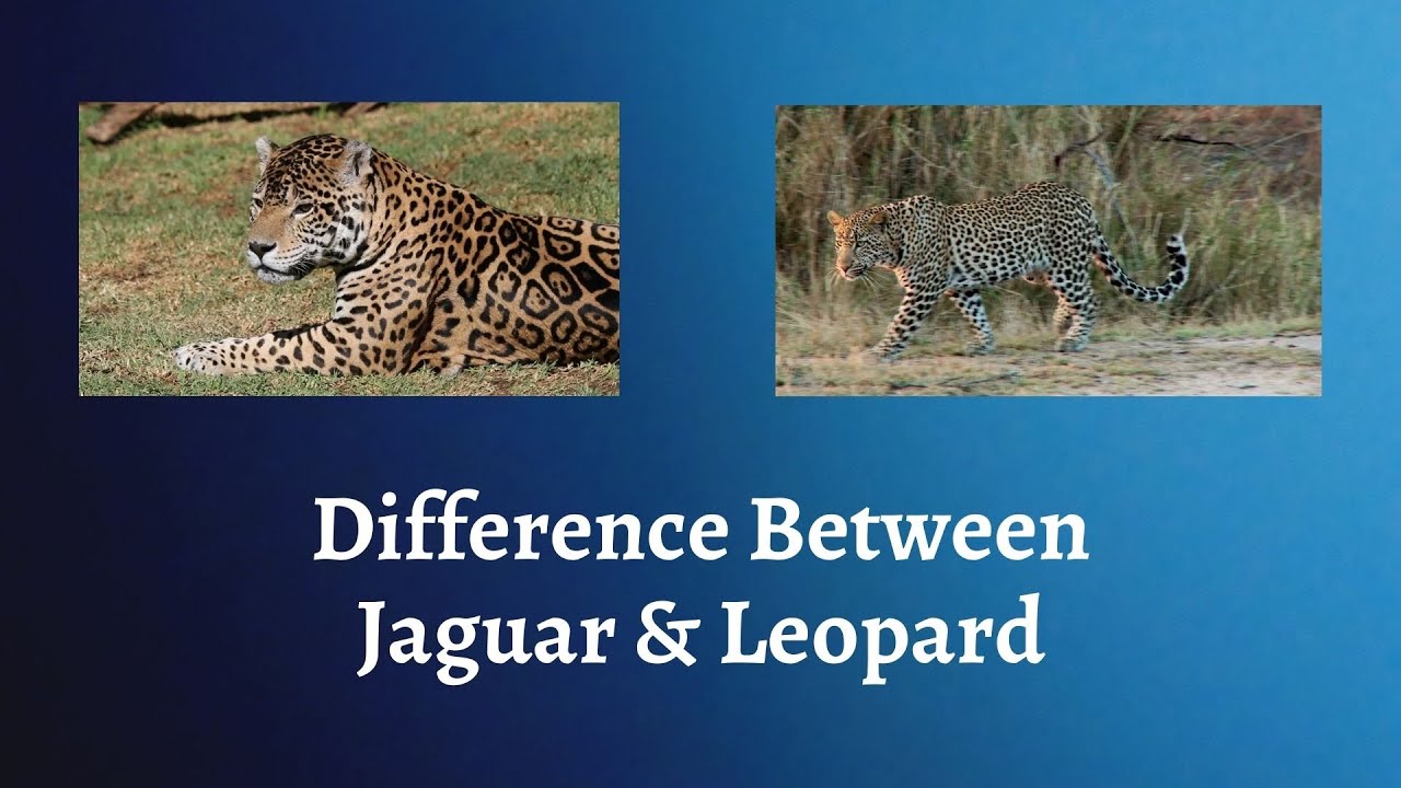 Difference Between Jaguar and Leopard | Wild cats, Wilder Differences ...
