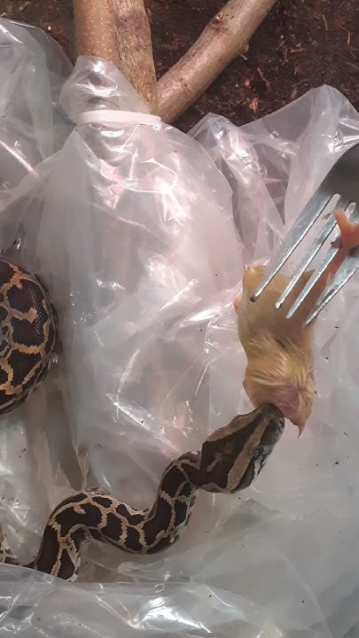 Baby Burmese Python strikes prey - YouTube