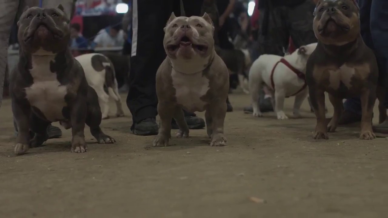 COME TOGETHER DAY 2017 SNEAK PEAK; AMERICAN BULLY REGISTRY; EXOTIC ...