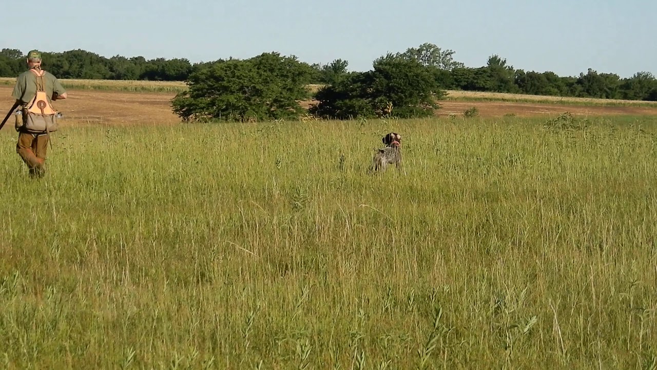 Tess Bird Work 6/11/20 - YouTube