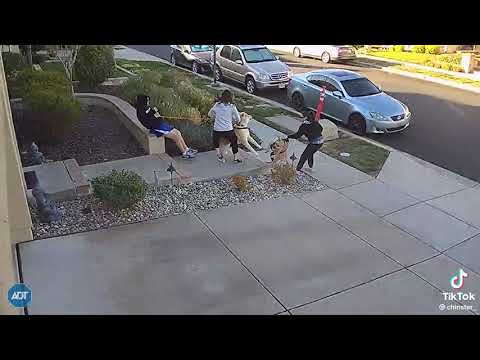 Akita inu attack  fight