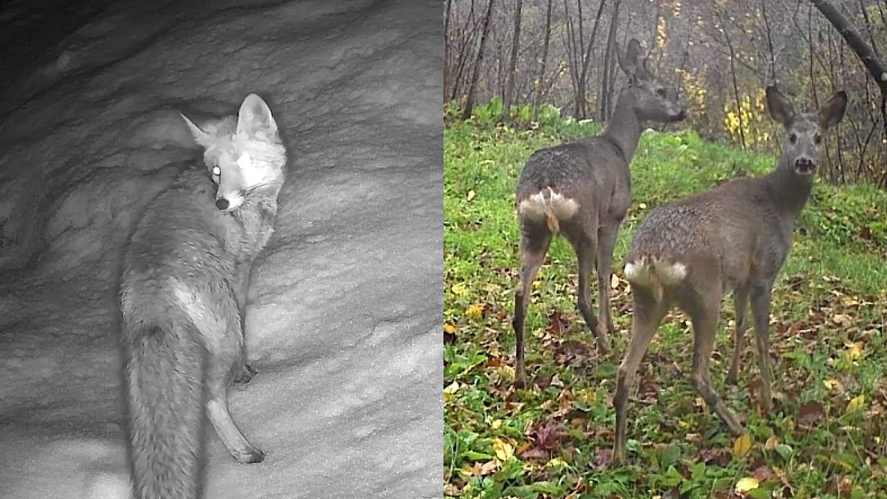 Roe Deer, Fox - Trail Cam (November 19-25, 2024) - YouTube