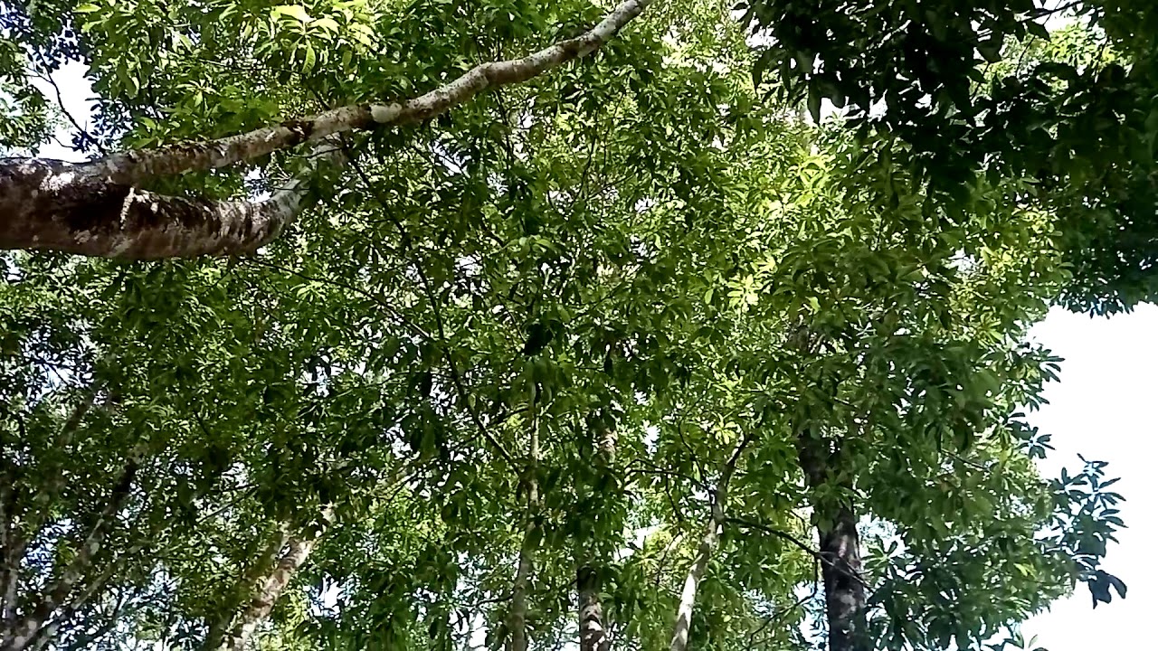 TREES/CAN GIVE SHADE FROM THE HEAT OF THE SUN/AIR PROVIDER - YouTube