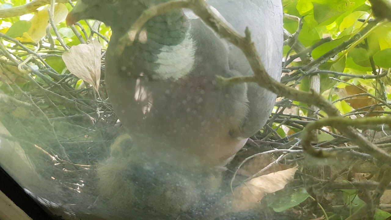 Pigeons in nest - Baby Squabs - 3 Days Old - YouTube