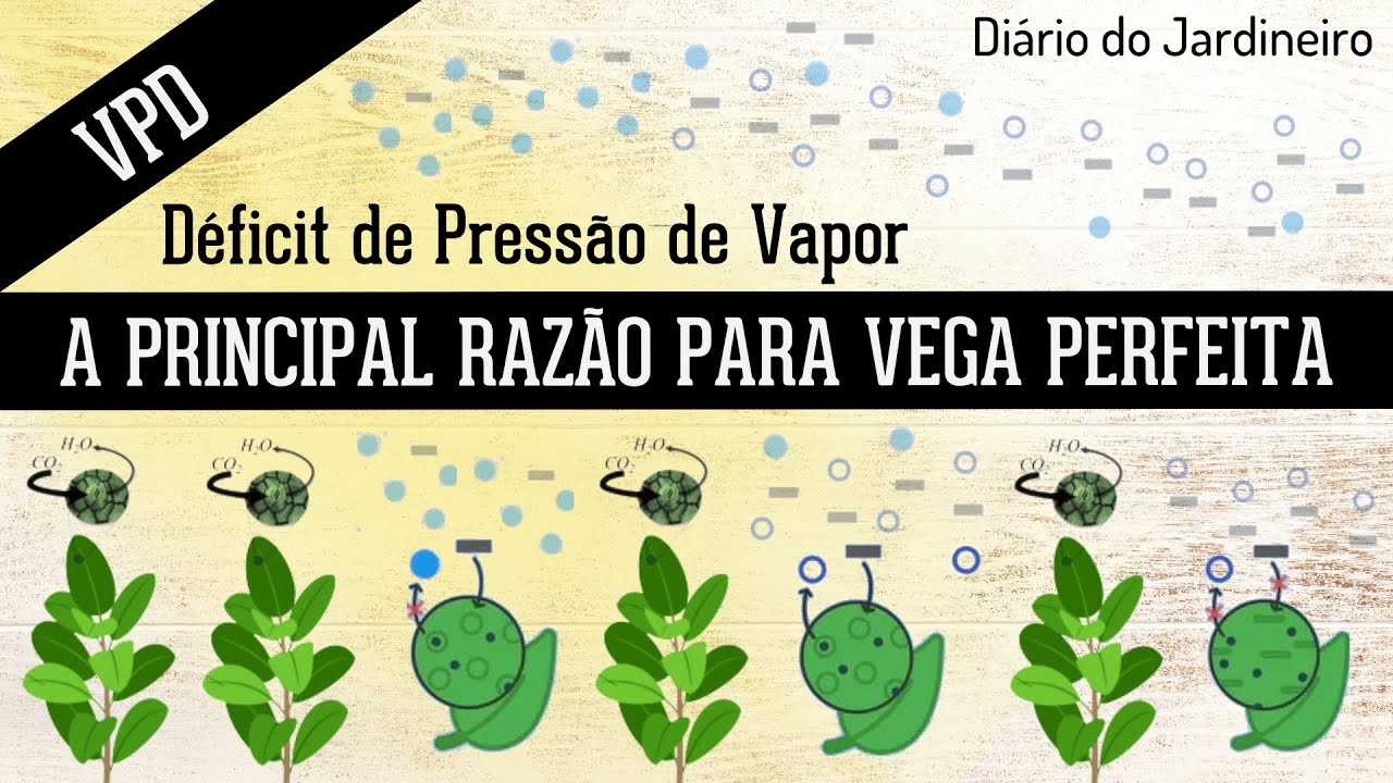 VPD - Déficit de Pressão de Vapor. Saiba o que é e como afeta sua ...