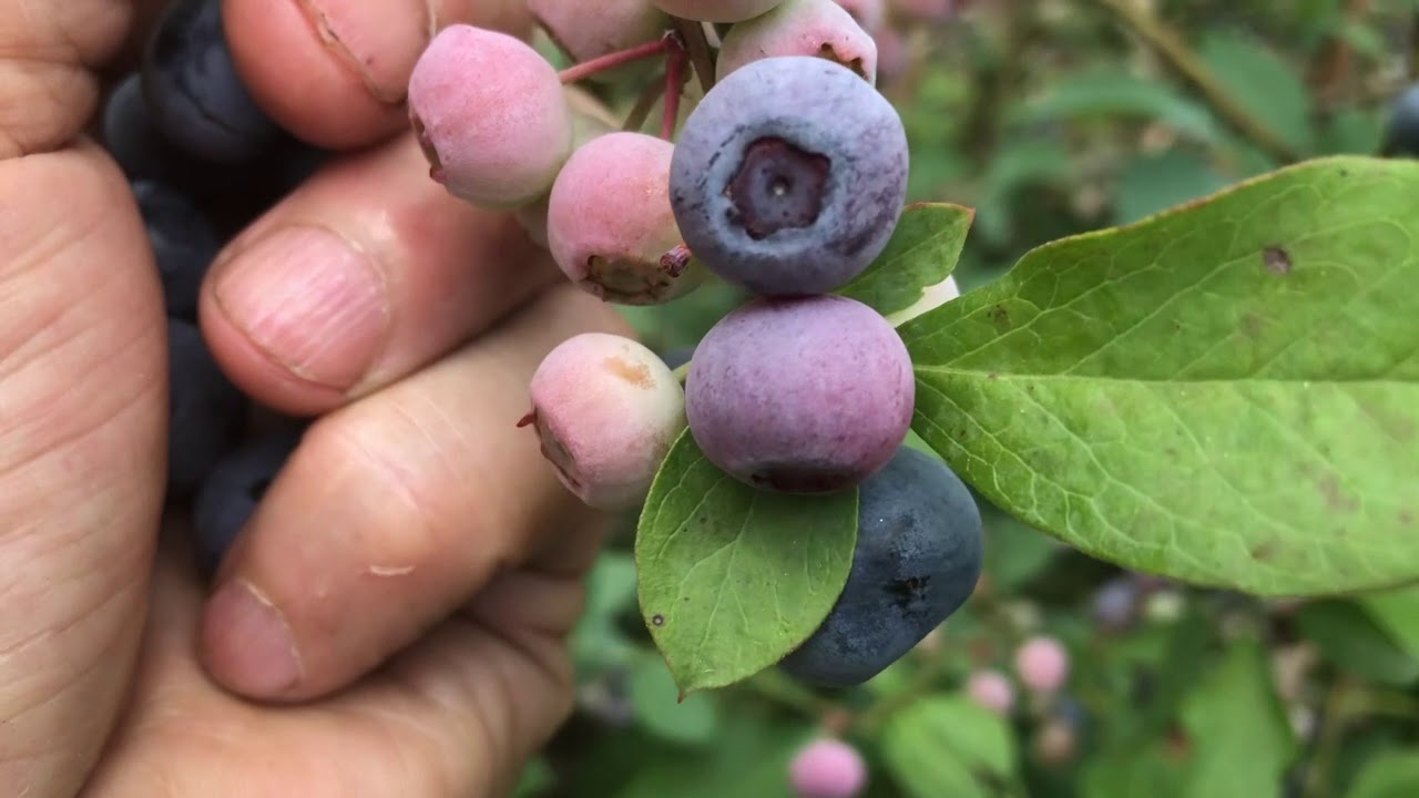 Harvesting Blueberries How To Pick Blueberries In Their Prime Youtube