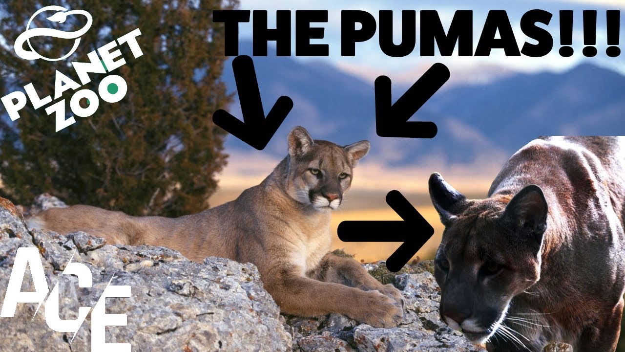 WE ADD THE PUMAS!!!||PLANET ZOO - YouTube