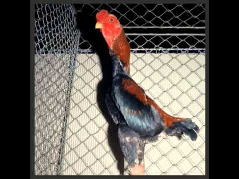 Doyusken xoruzlar(Heyrati xoruzlar)