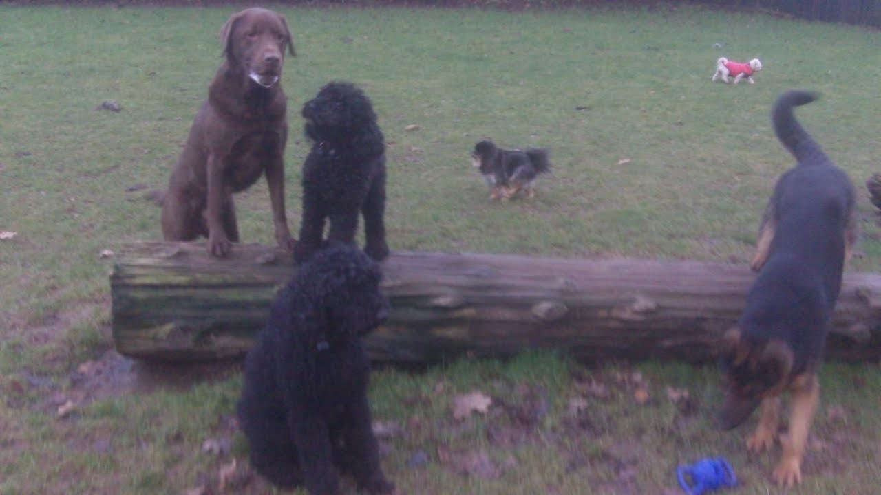 Bertie, Lenny, Buddy, Tinker & Otis having the craic. @DogtrainersUK ...