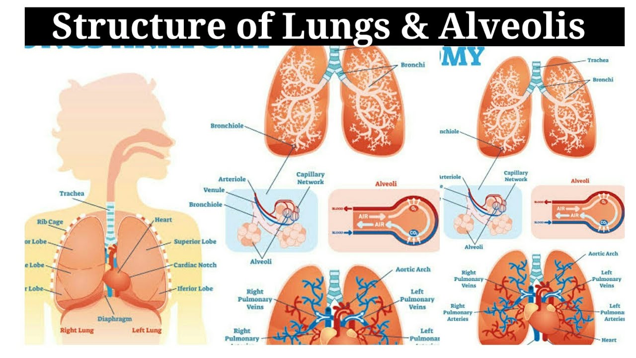 Structure of lungs,Alveolus&Mechanism of Respiration/NEET/AIIMS ZOOLOGY ...