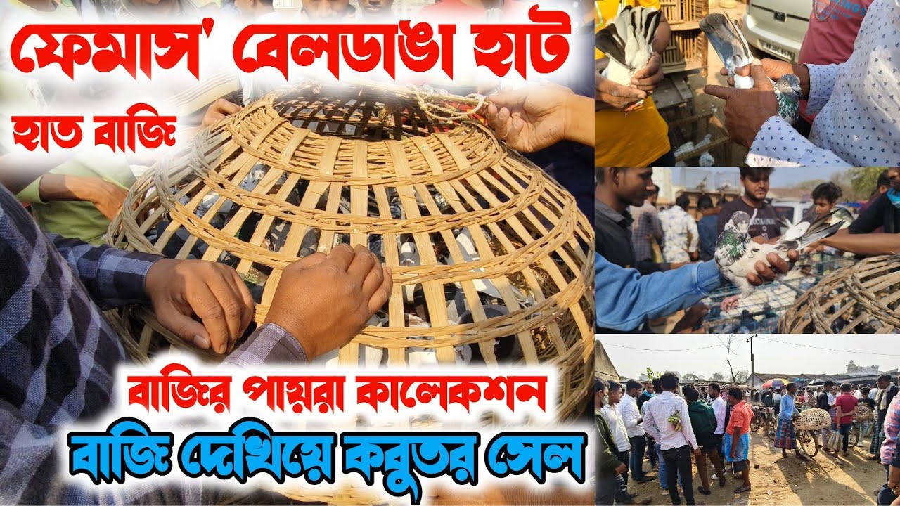 নীচে ও হাত বাজি কবুতর 😱| Beldanga Hat Murshidabad | Beldanga Pigeon ...
