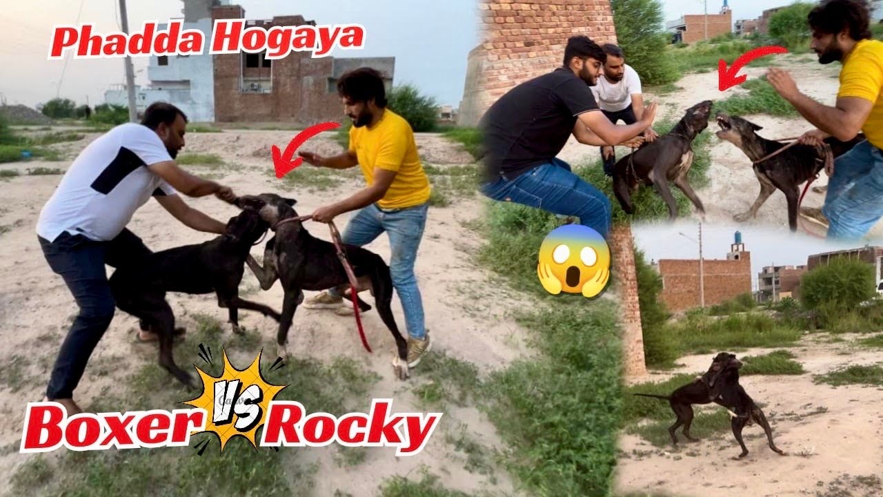 Samad Pets Vlog K Rocky Sy Heavy Bully Dog Ka Phadda Hogya 😱 - YouTube