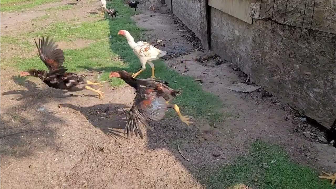 mus nrog kuv tus kws saib qaib ua sis - YouTube