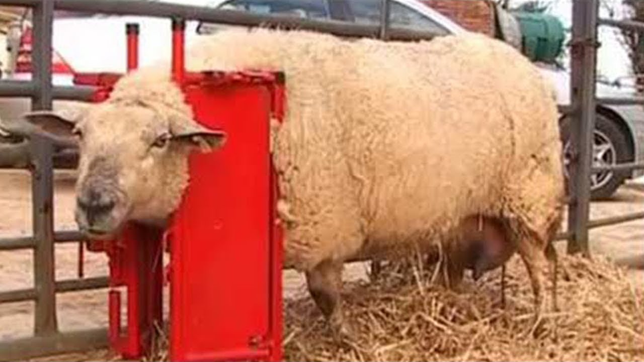 This incredible technology of sheep will surprise you, modern wool ...