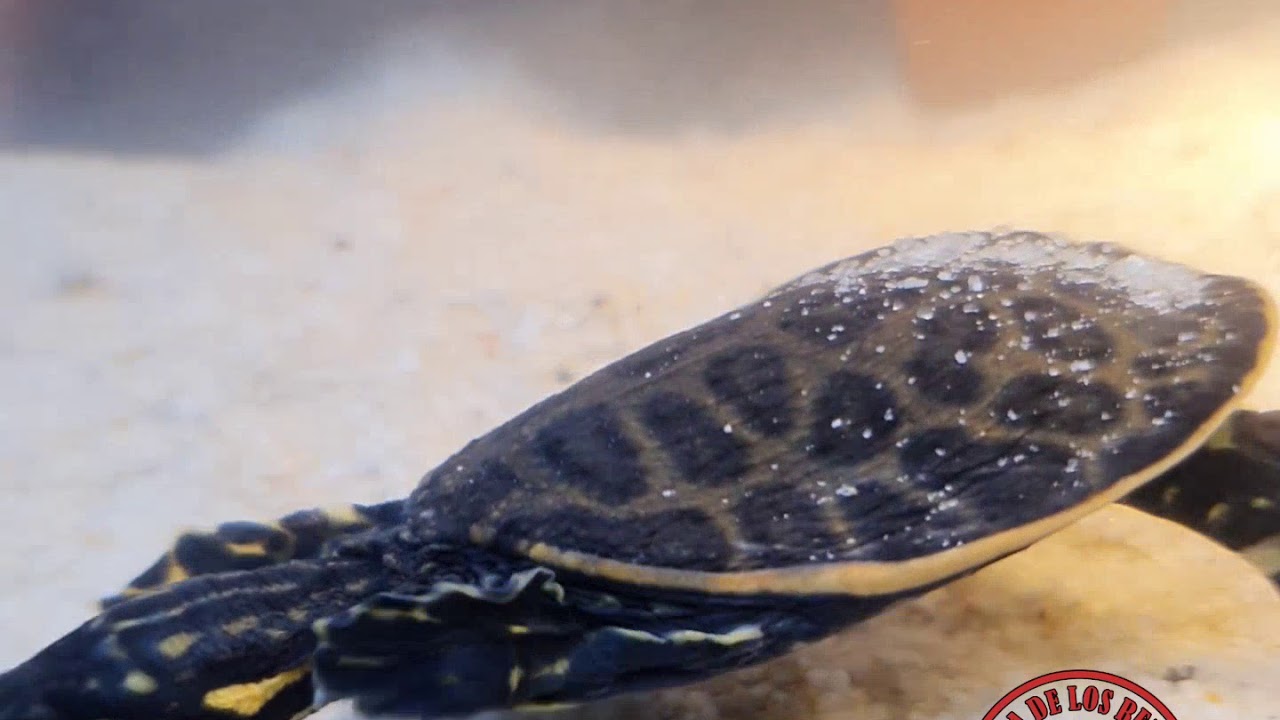 Tortuga concha blanda 2020 - YouTube