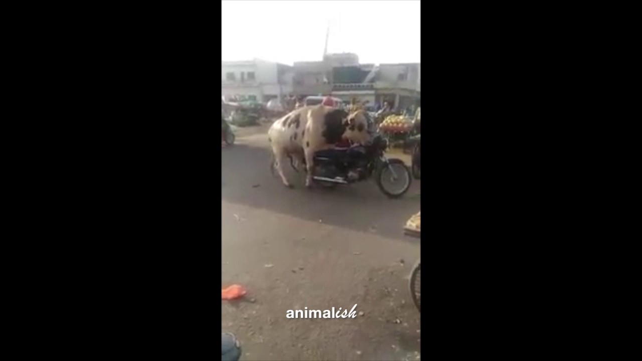 Cow mounts motorcycle - YouTube