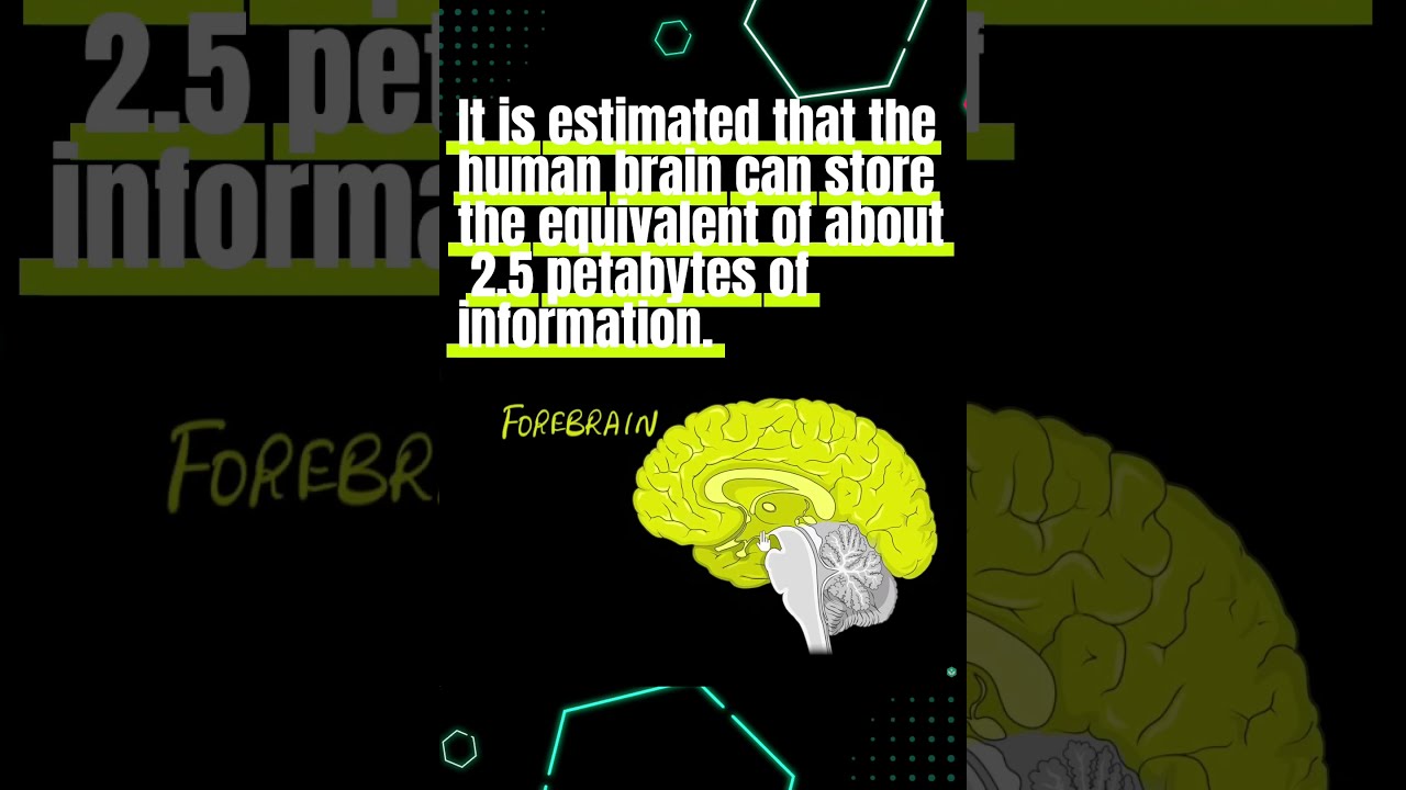HOW MUCH STORAGE SPACE DOES THE HUMAN BRAIN HAVE YouTube HOW MUCH STORAGE SPACE DOES THE HUMAN BRAIN HAVE YouTube