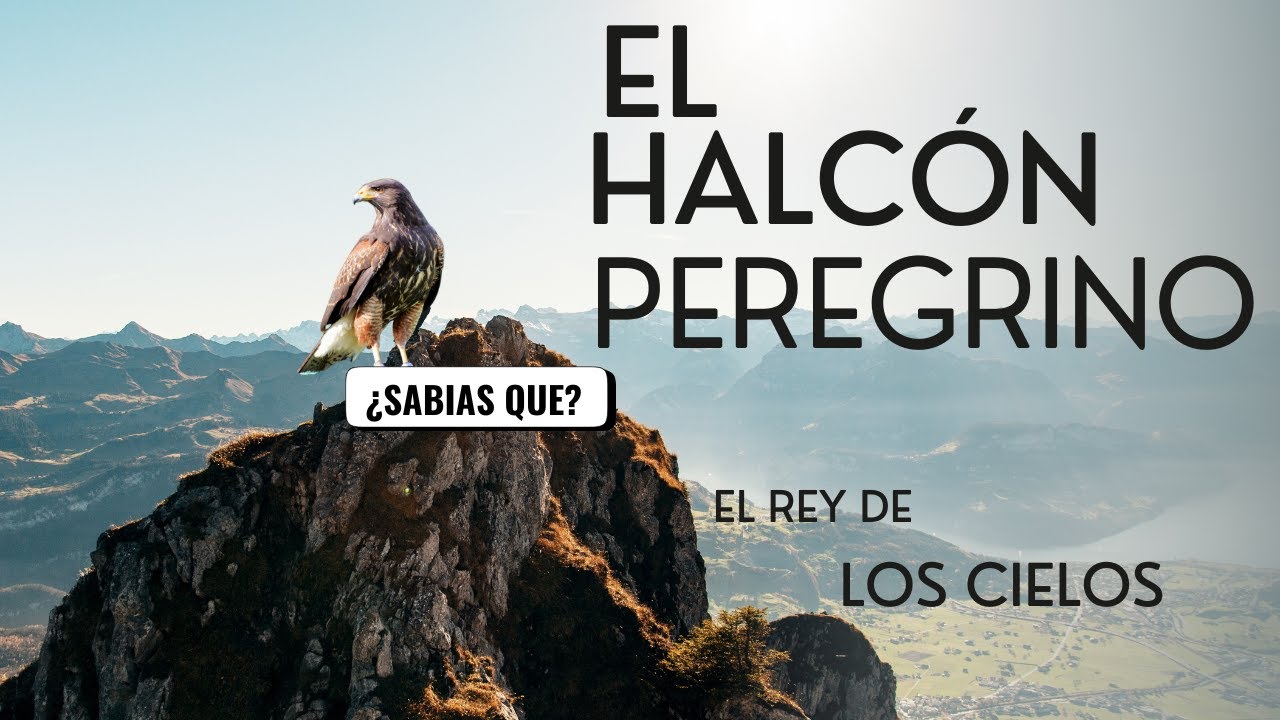 El Halcón Peregrino: El Cazador Aéreo Más Rápido del Mundo - YouTube