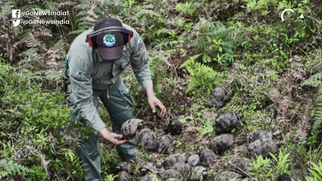 Giant Tortoise Saves Species From Extinction By Fathering 800 Babies ...