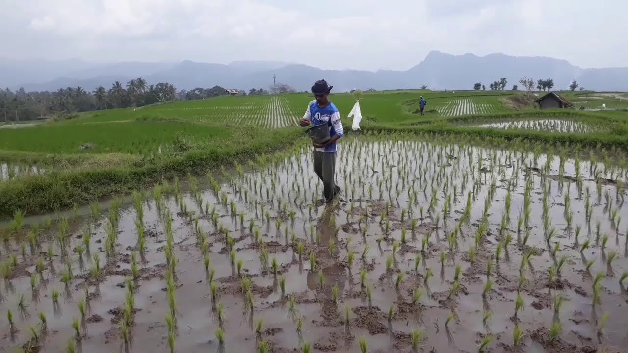 Pemupukan Padi di Sumatera Barat #petaniindonesia #petanisumaterabarat ...
