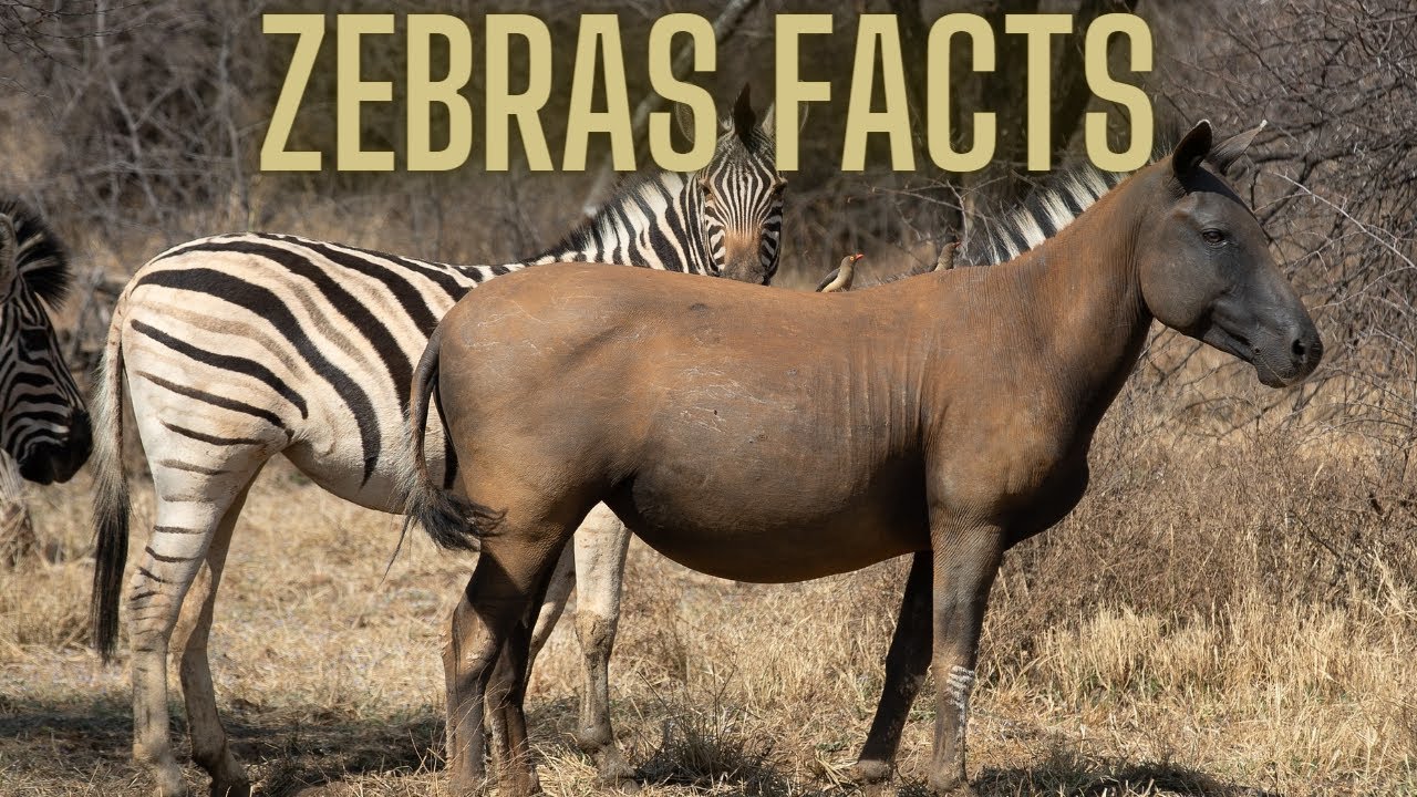 10 Most Interesting Facts About Zebras - YouTube