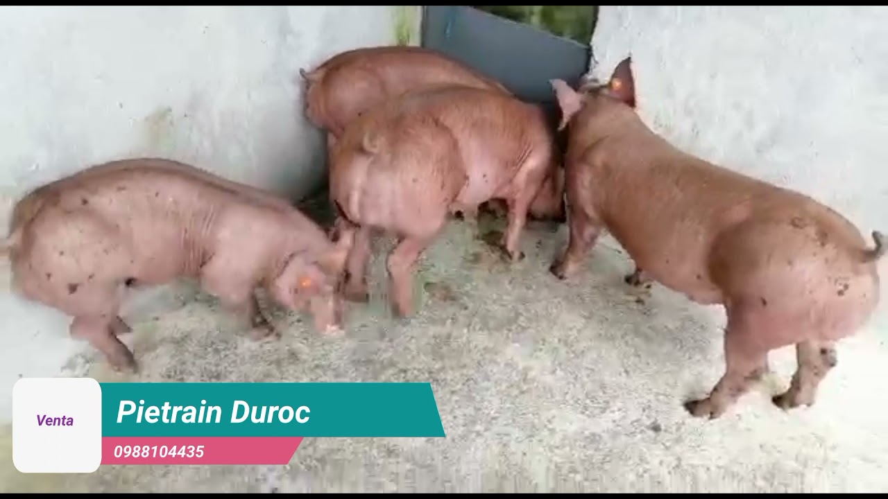 Verracos Pietrain Duroc en Venta - YouTube