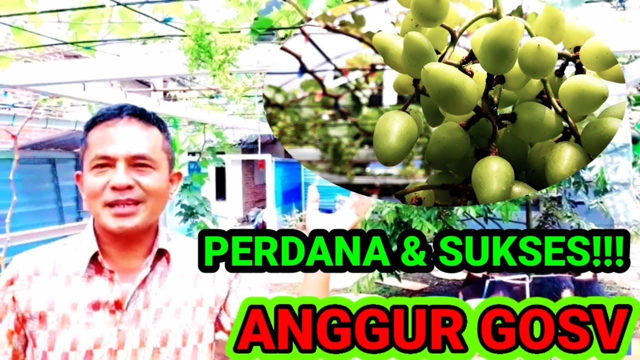 KEBUN ANGGUR JENIS GOSV |SAMPING RUMAH SIAP PANEN - YouTube