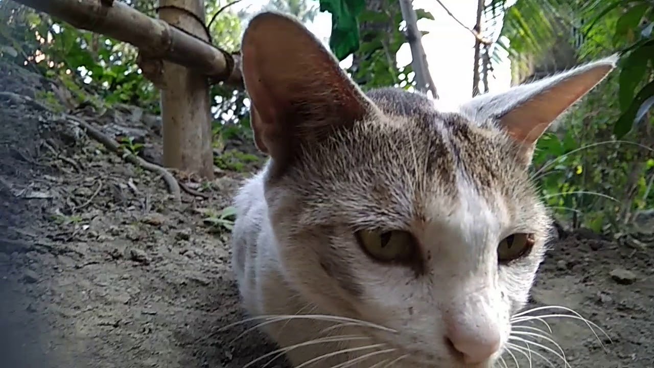 Angry cat meowing - YouTube