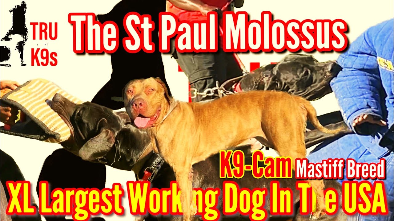 (Cam)The St. Paul Molossus Mastiff, XL Working Dog One Largest Personal ...