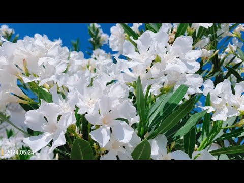 White Oleander / Nerium oleander 'Alba' - showy clusters of white star ...